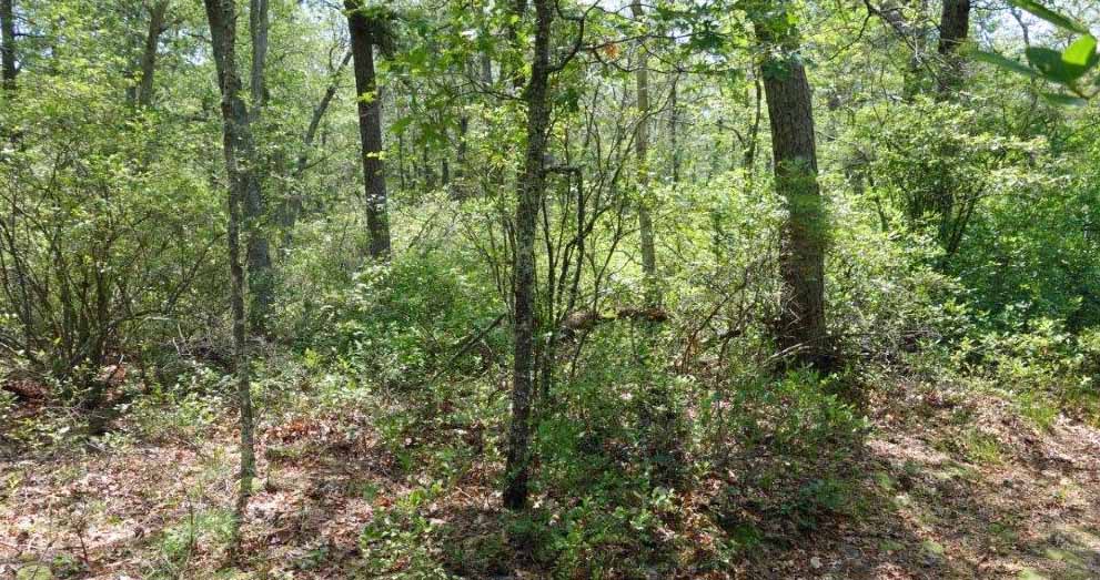 Assessing the Status of Land Snails in the Northeast Region | Rcngrants.org