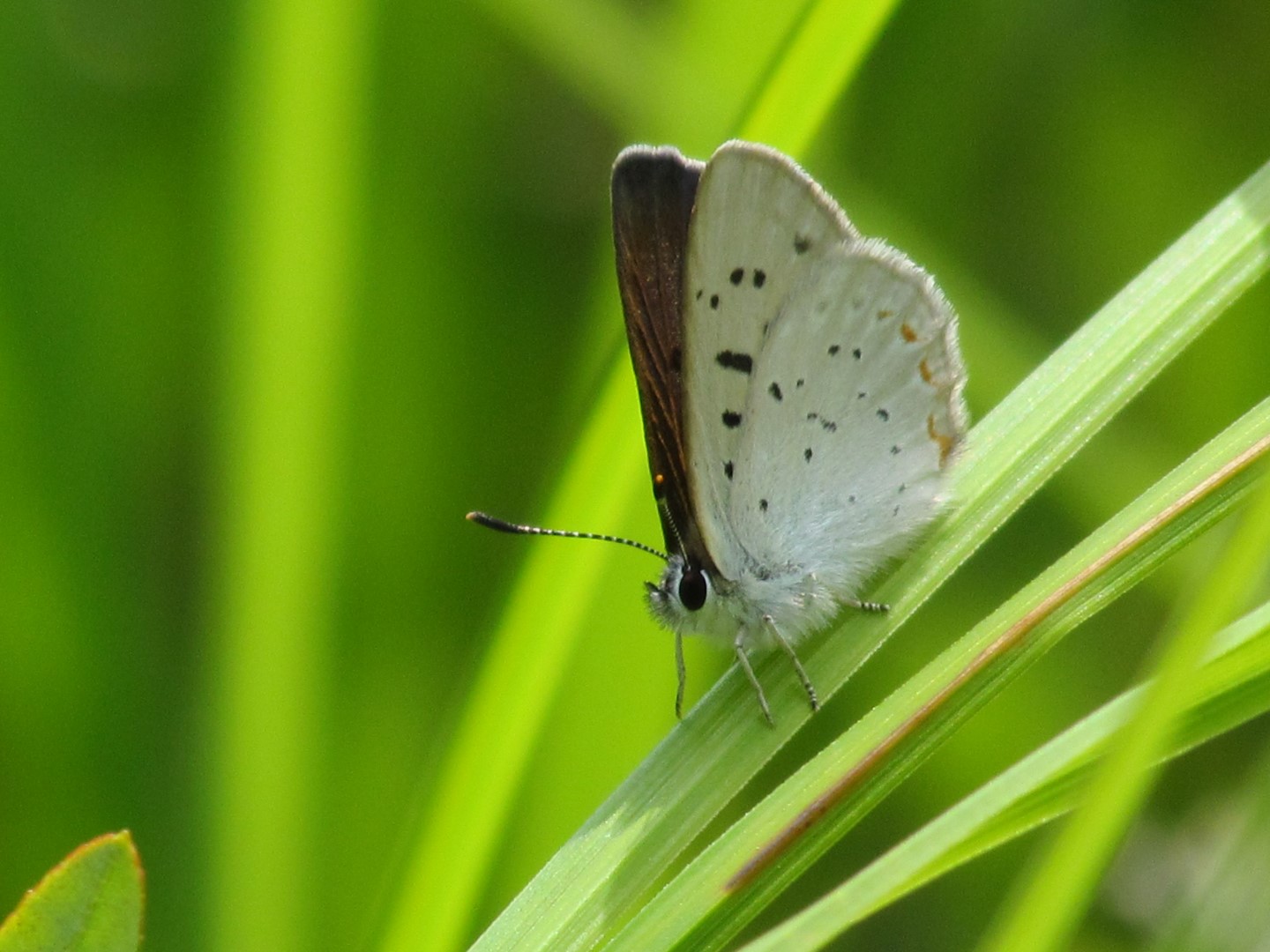 Conservation and Management of Rare Wetland Butterflies: Strategies for ...